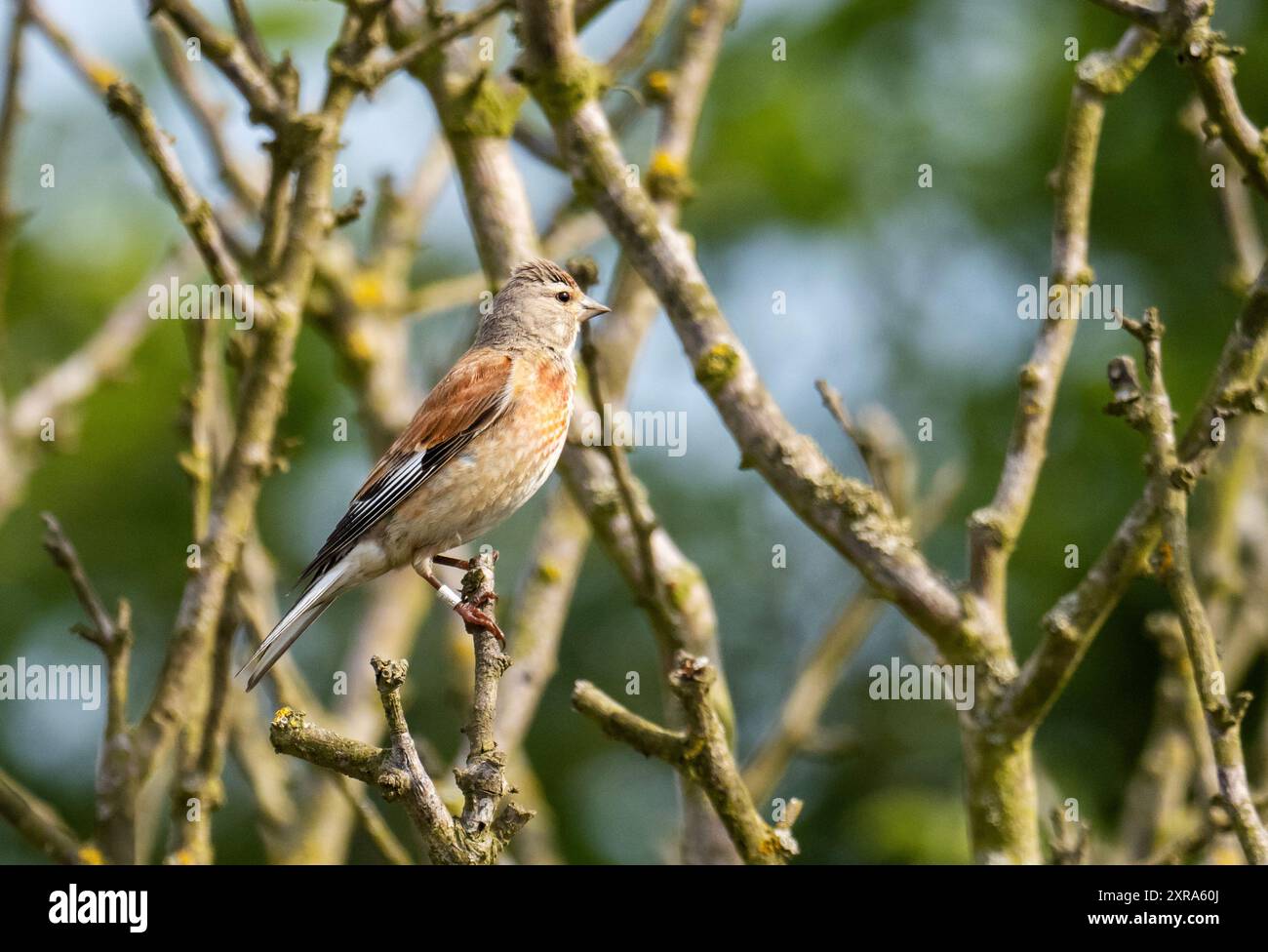 A male Linnet, Linaria cannabina at Spurn, Yorkshire, UK Stock Photo ...