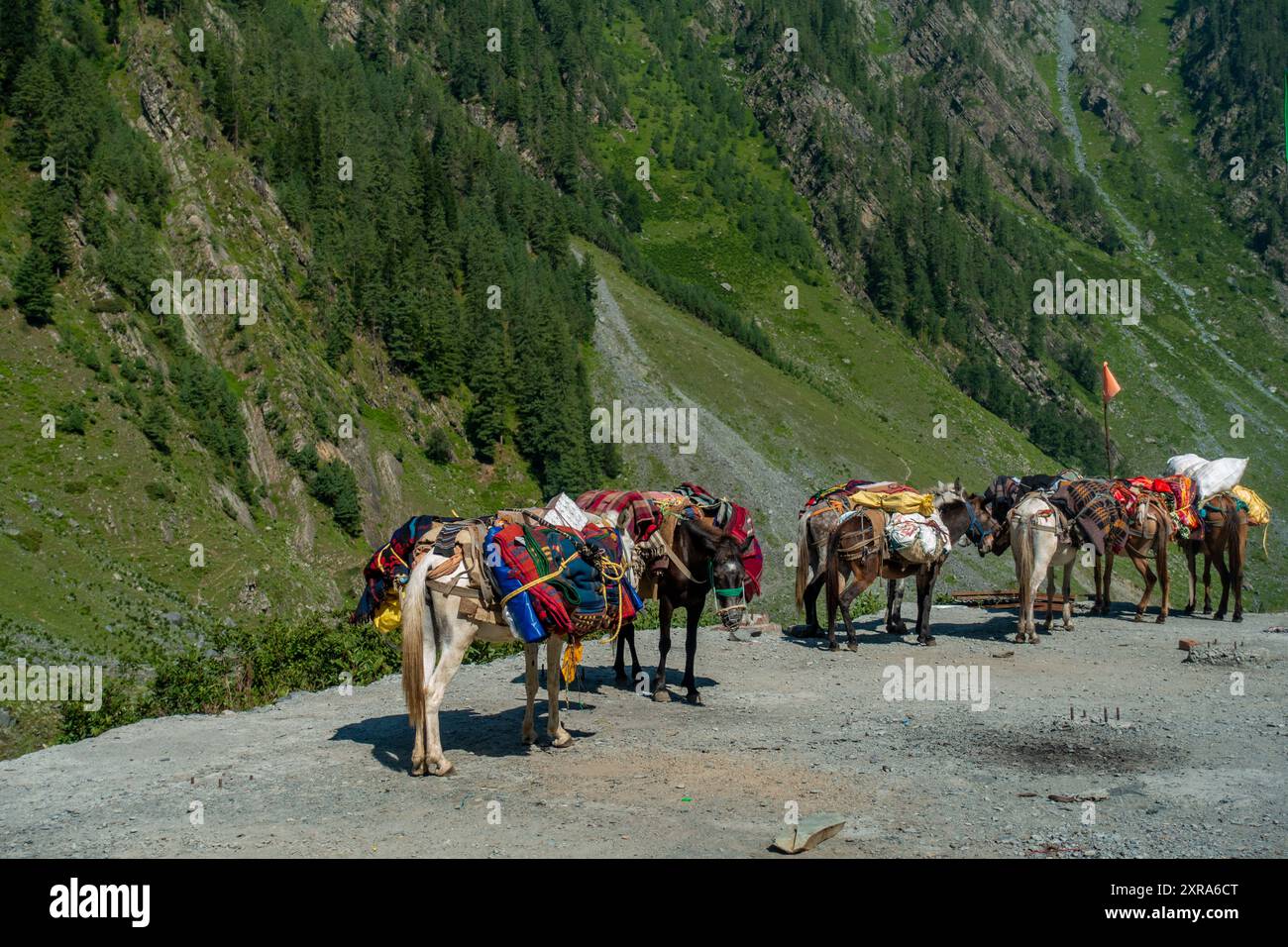 Mountain horses and mules with saddle bags for carrying supplies, the ...