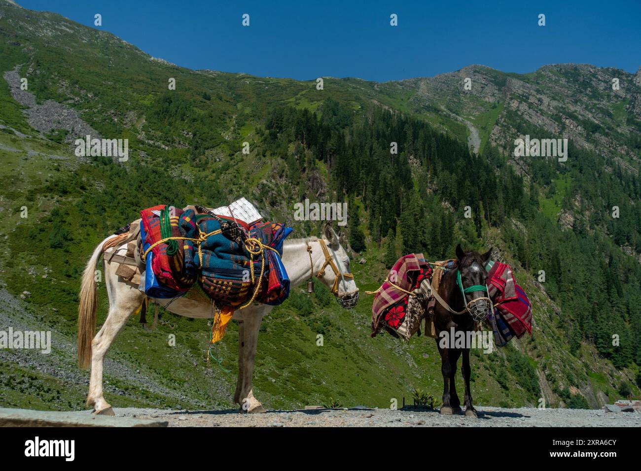 Mountain horses and mules with saddle bags for carrying supplies, the ...