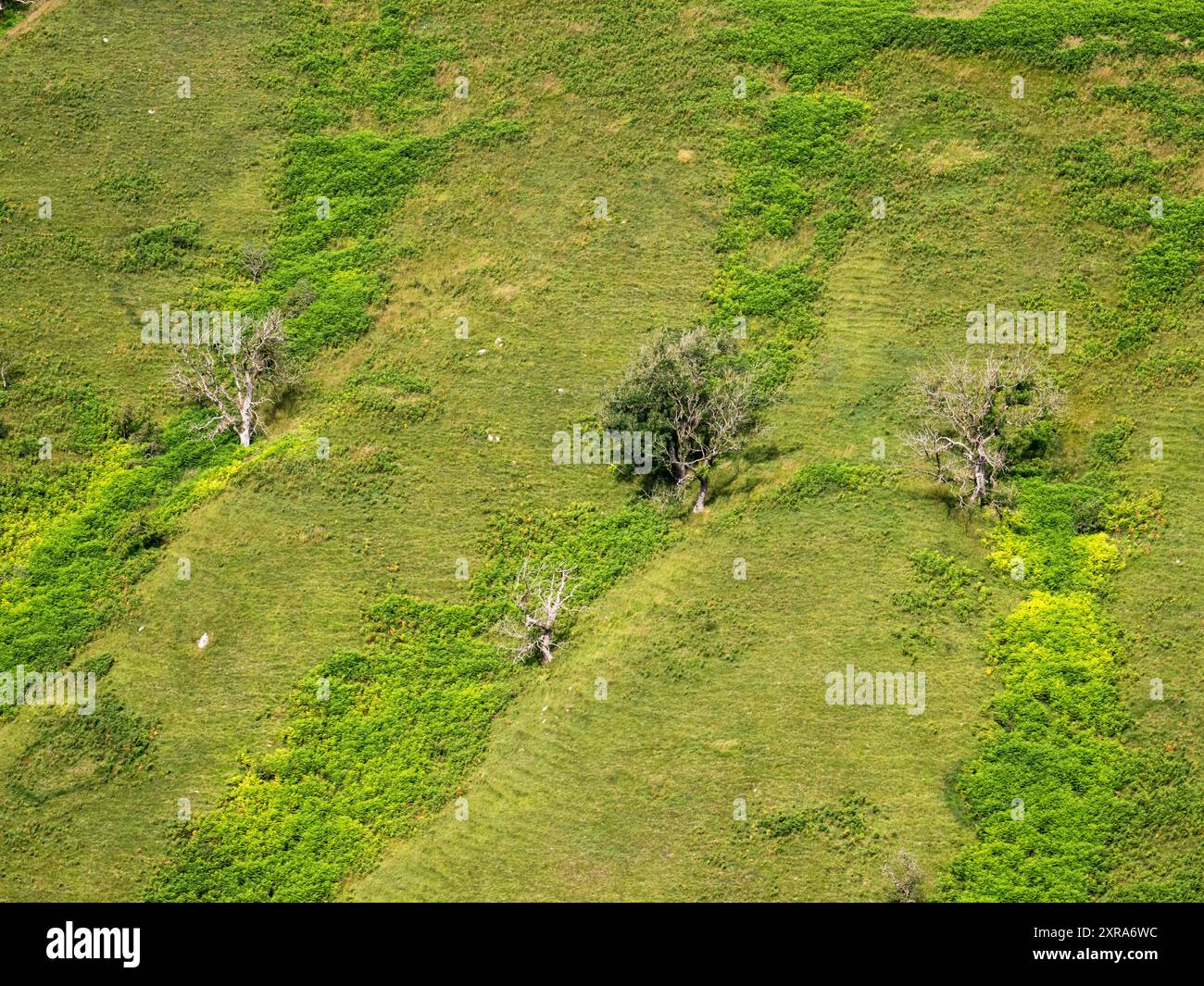 A Ash trees dieing from Ash dieback in The Gill above Arncliffe from ...