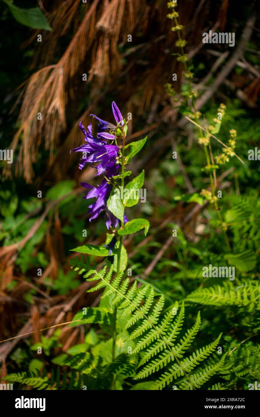 Bellflower garden hi-res stock photography and images - Alamy