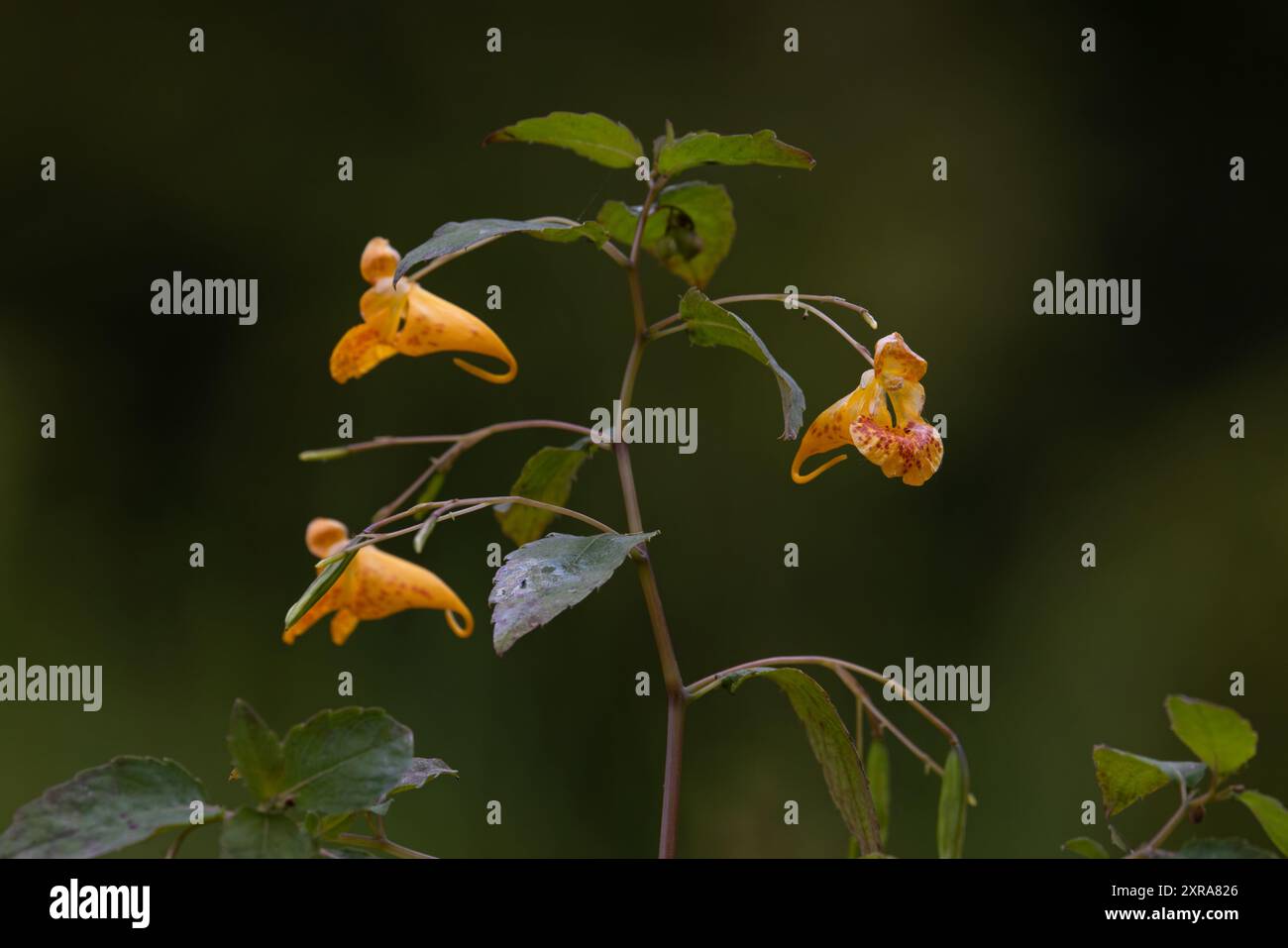 Native plants and wildlife hi-res stock photography and images - Alamy