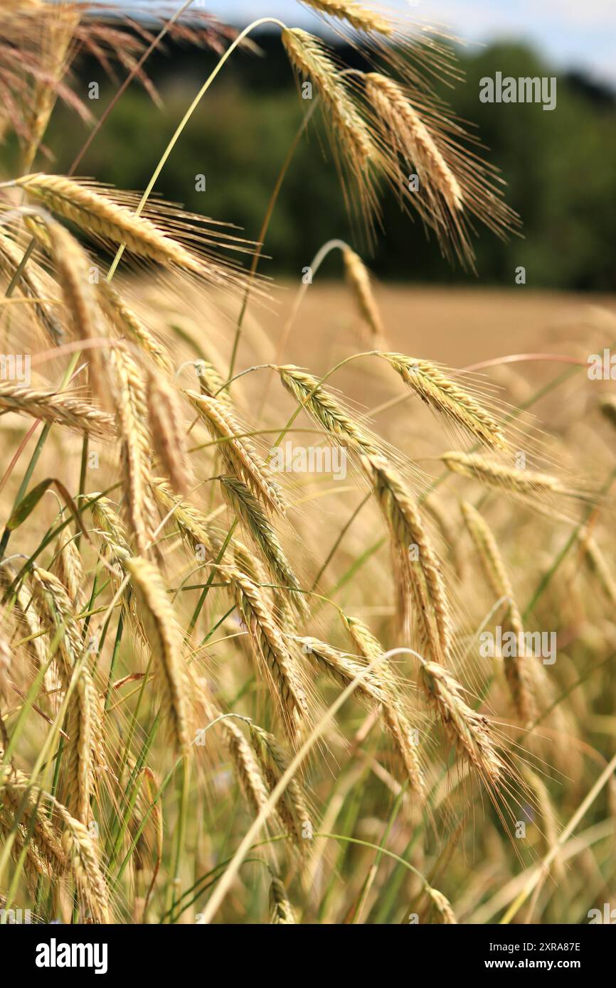 Close-up of ears of rye, field of rye on a summer day. Harvest ripening ...