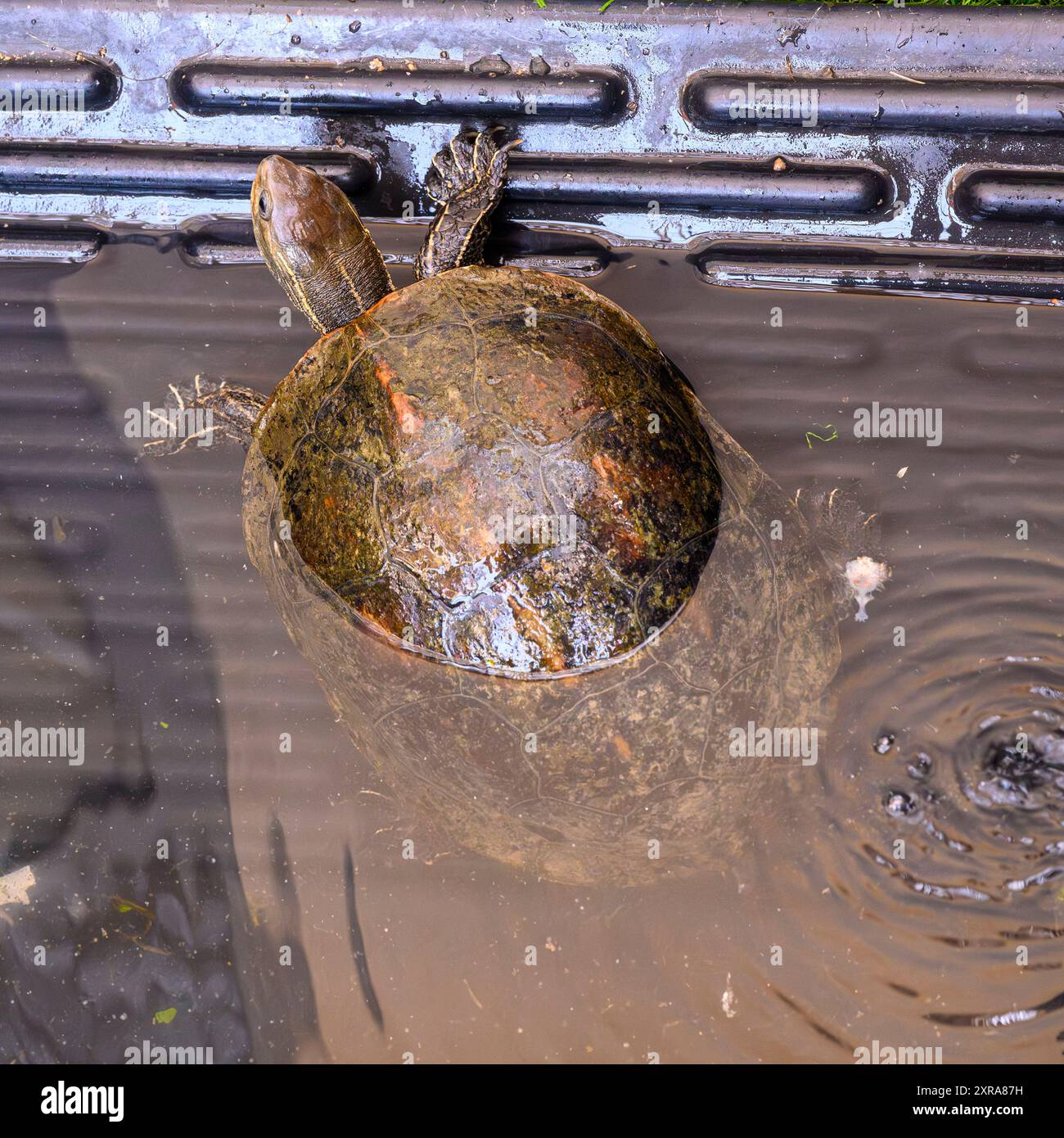 The Balkan terrapin or western Caspian terrapin (Mauremys rivulata) is ...