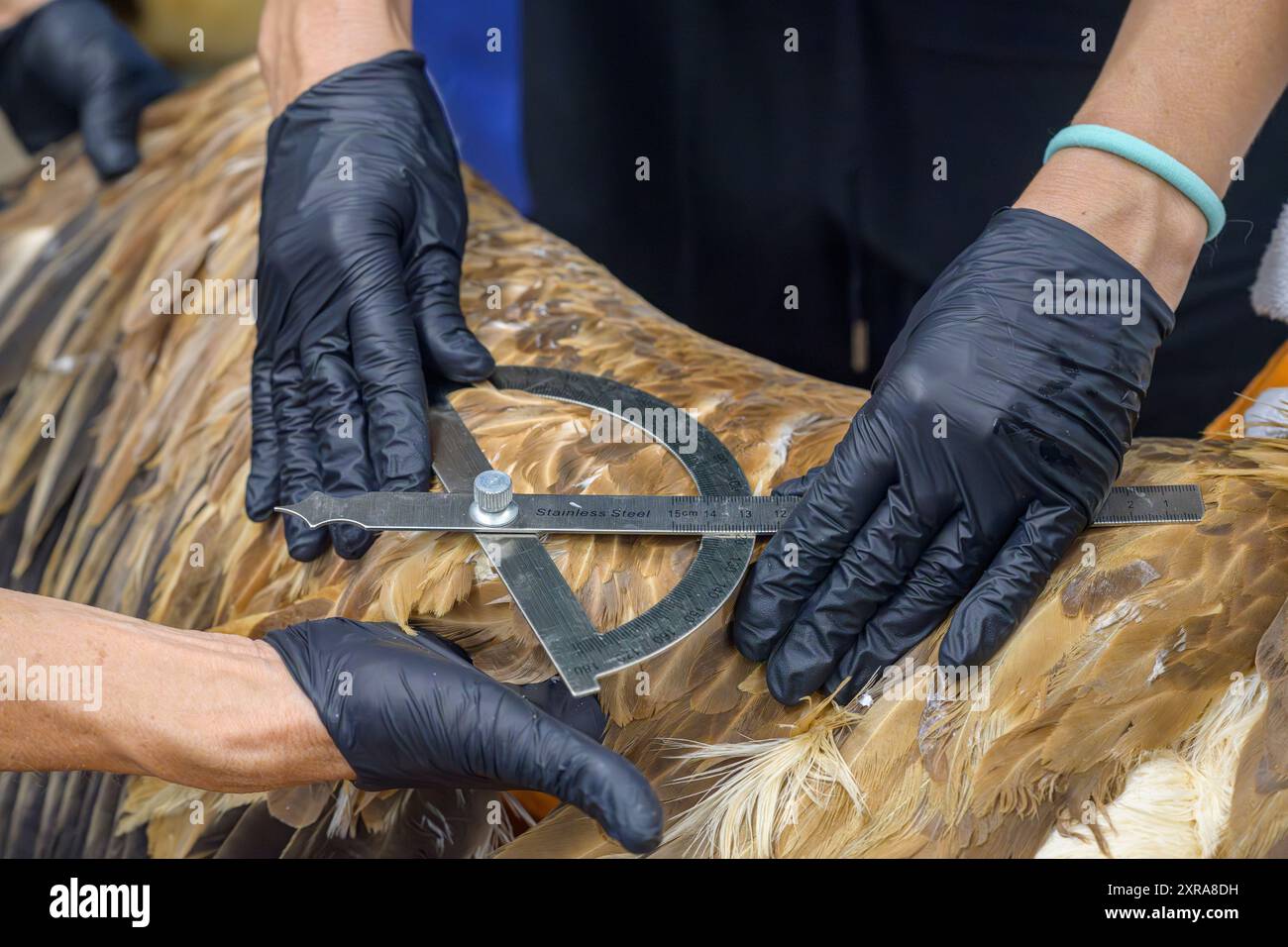 Measuring wing movement hi-res stock photography and images - Alamy