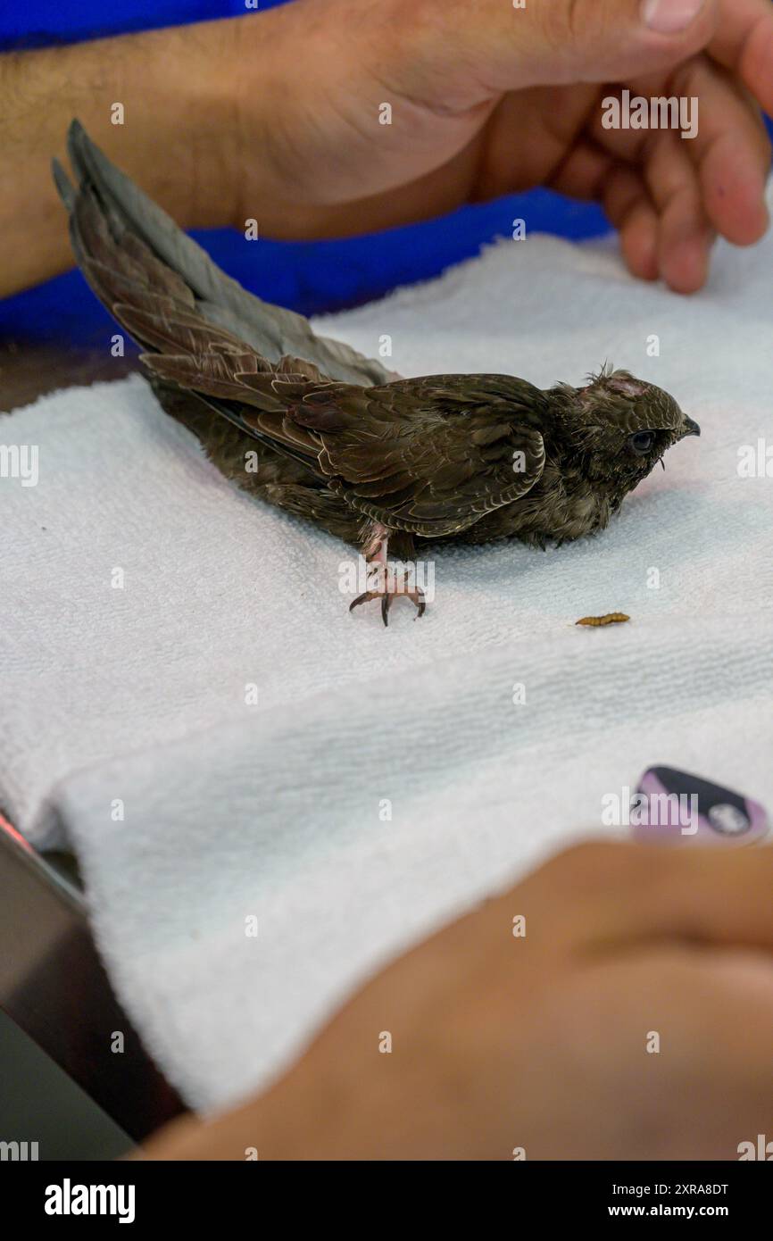 Hand-feeding an orphaned Common swift chick (Apus apus) with insect ...