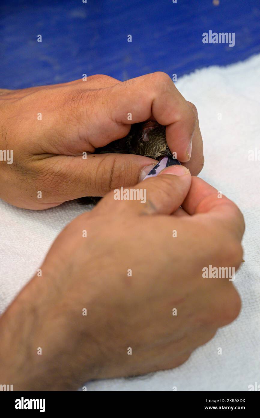 Hand-feeding an orphaned Common swift chick (Apus apus) with insect ...