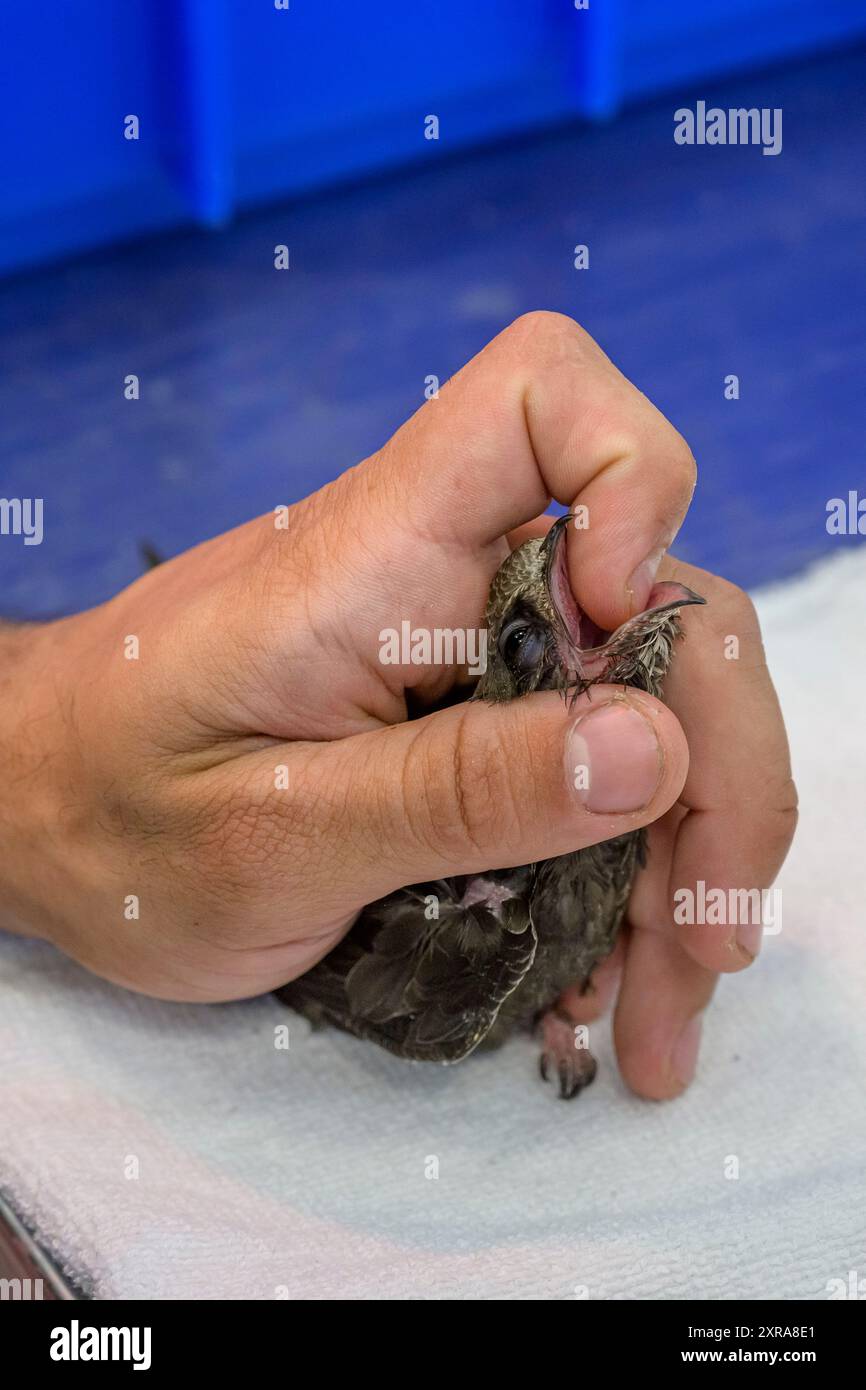 Hand-feeding an orphaned Common swift chick (Apus apus) with insect ...