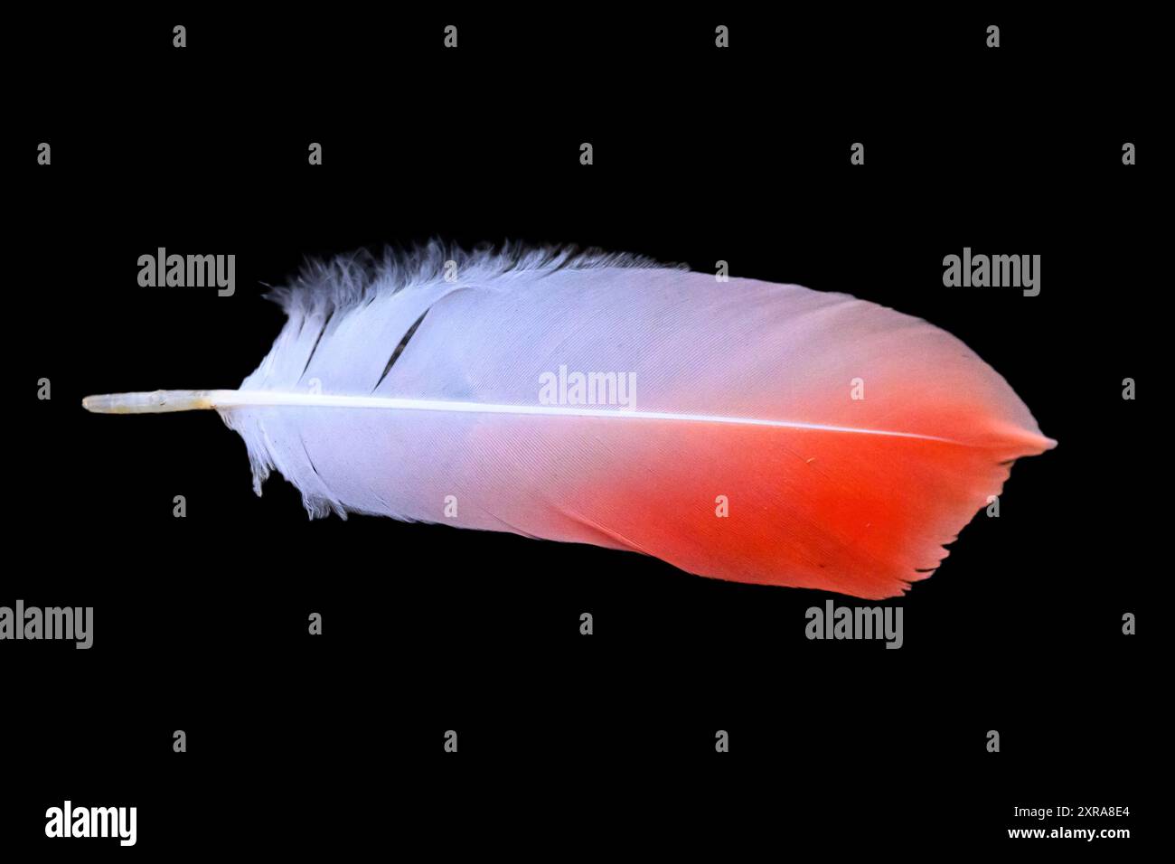 Flamingo anatomy hi-res stock photography and images - Alamy