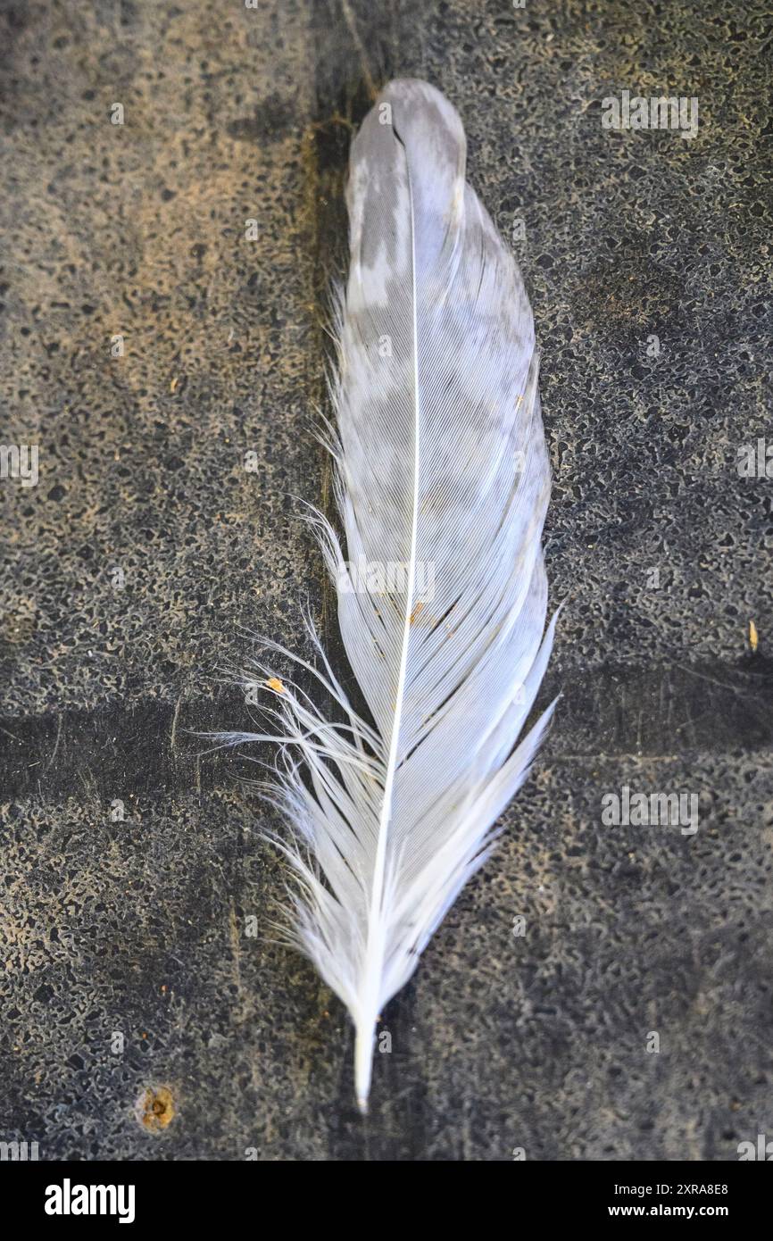Seagull feather texture hi-res stock photography and images - Alamy
