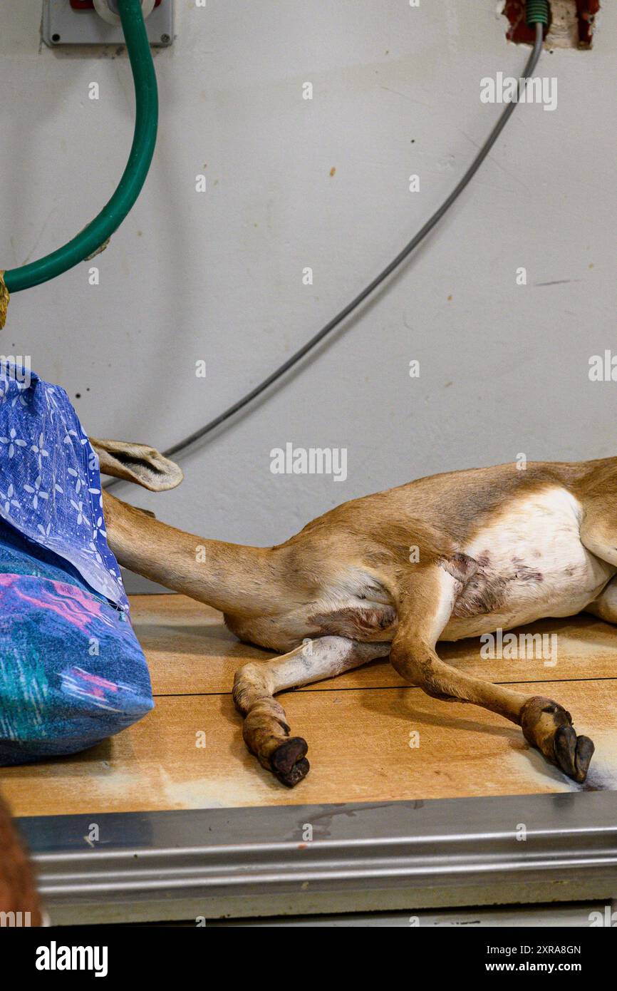 Veterinary surgeons are x-raying a Mountain gazelle fawn (Gazella ...