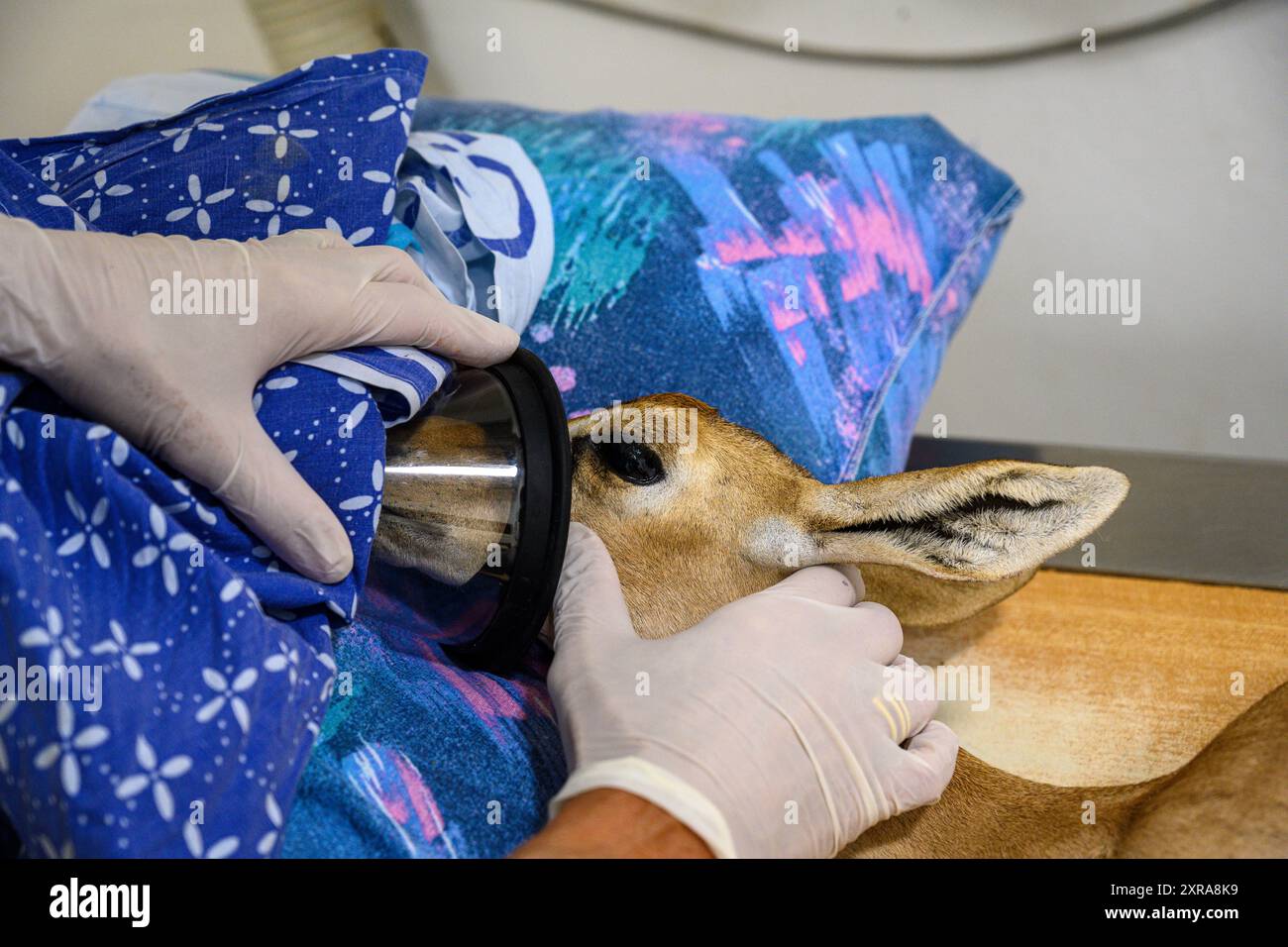 Veterinary surgeons are x-raying a Mountain gazelle fawn (Gazella ...