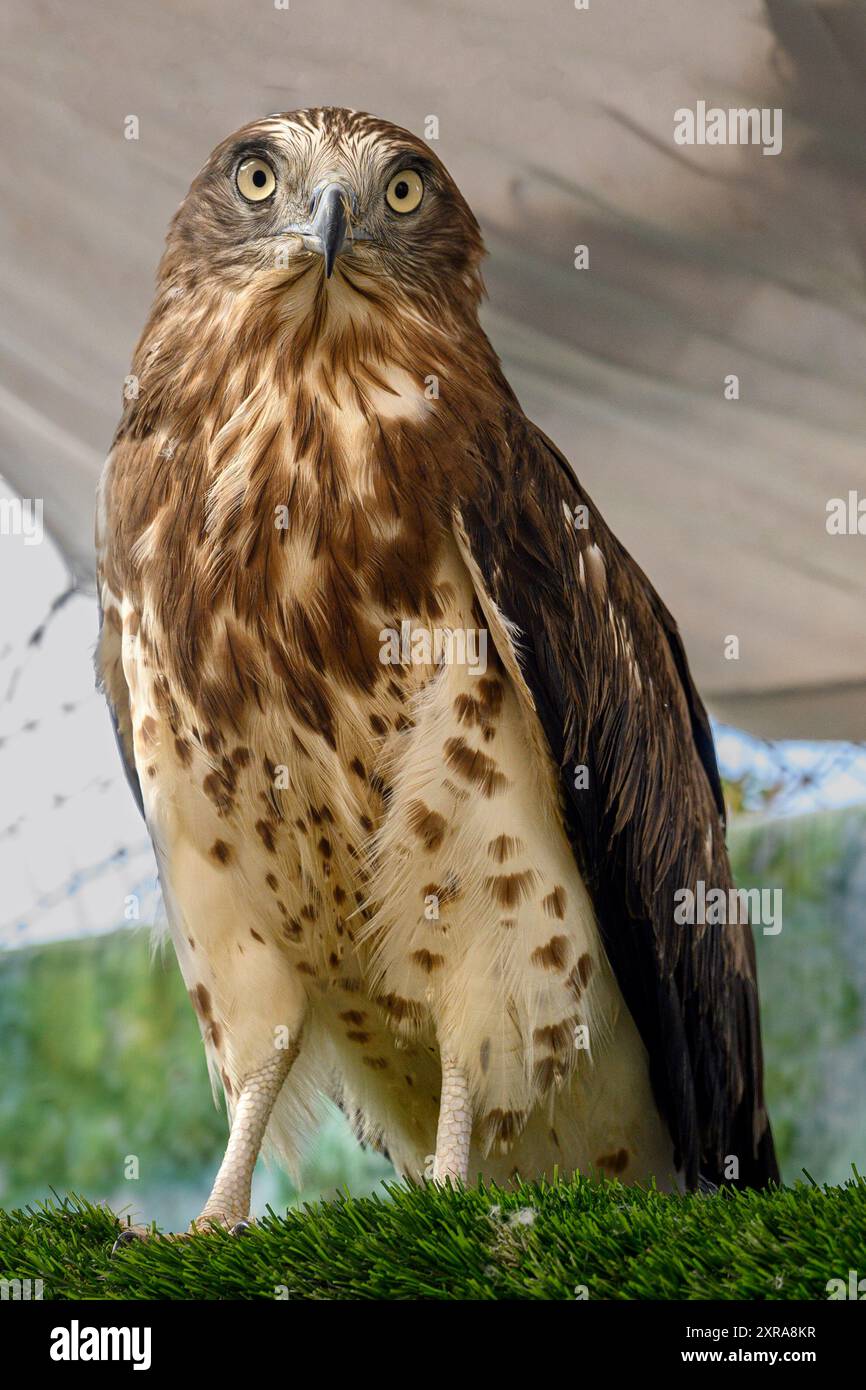 Close-up of a short-toed snake eagle (Circaetus gallicus Stock Photo ...