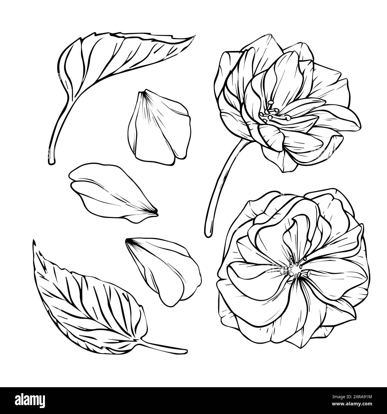 Sakura Flower with Leaves set. Vector hand drawn illustration of Cherry ...