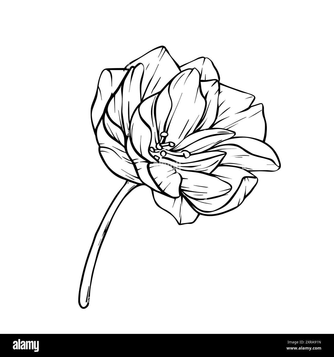 Cherry flower buds Black and White Stock Photos & Images - Alamy