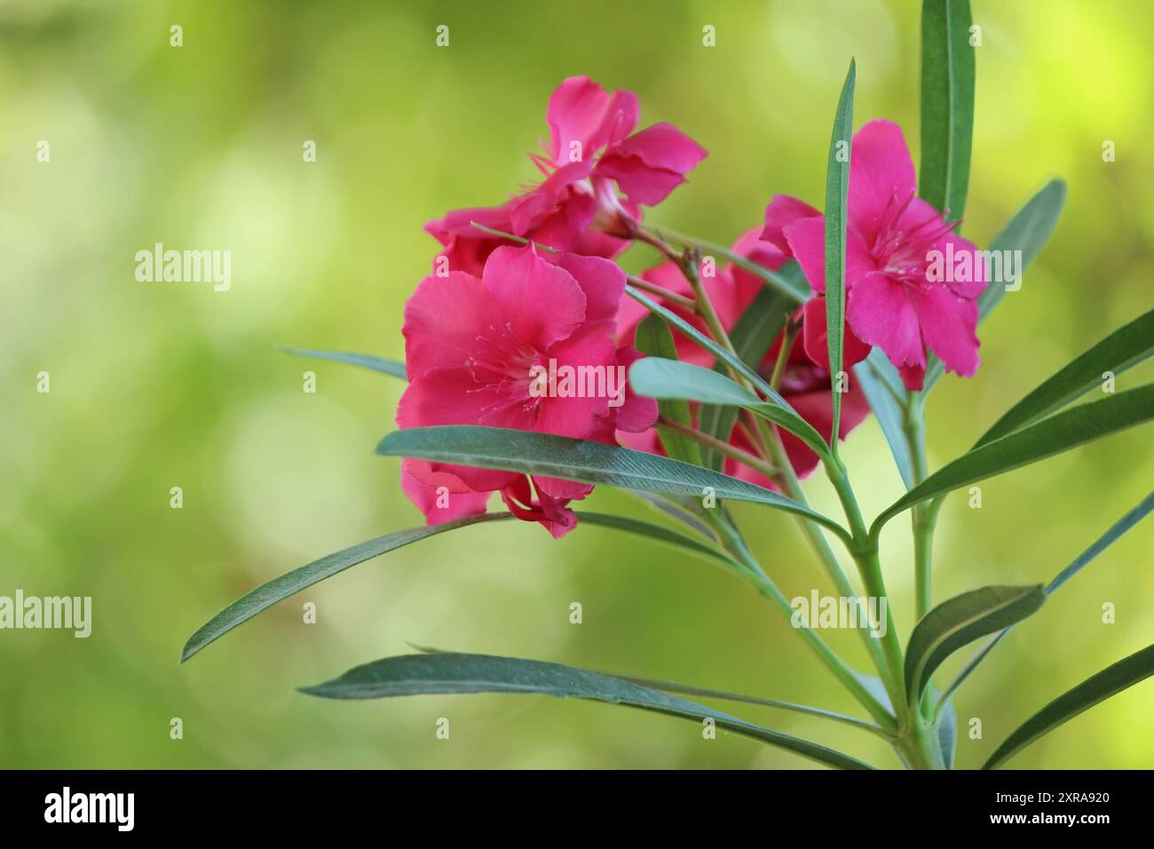 Oleander flowers poisonous beautiful hi-res stock photography and ...
