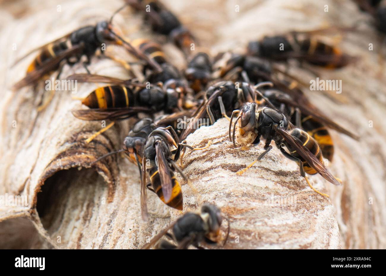 PRODUCTION - 09 August 2024, Hesse, Maintal: Asian hornets sitting on ...