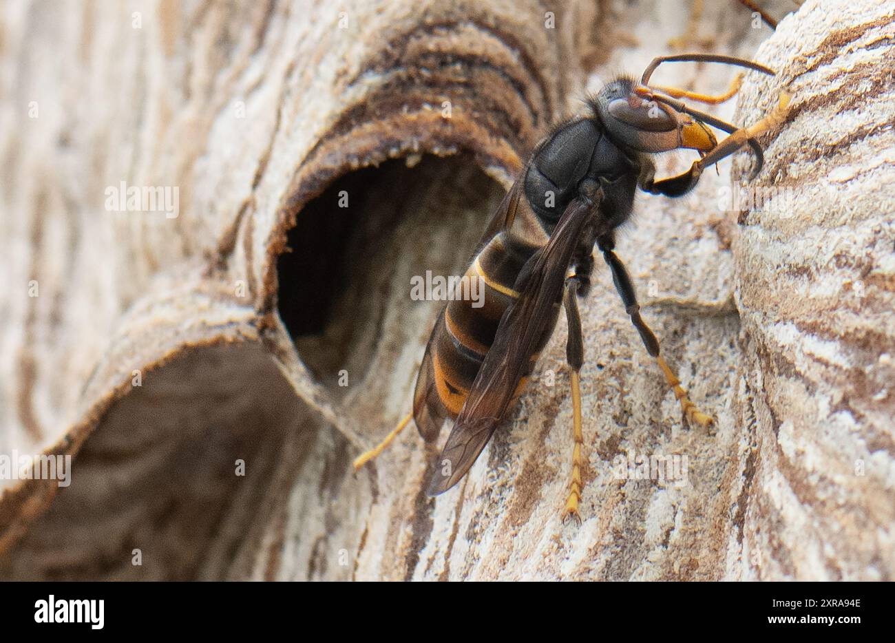 PRODUCTION - 09 August 2024, Hesse, Maintal: An Asian hornet sits on ...
