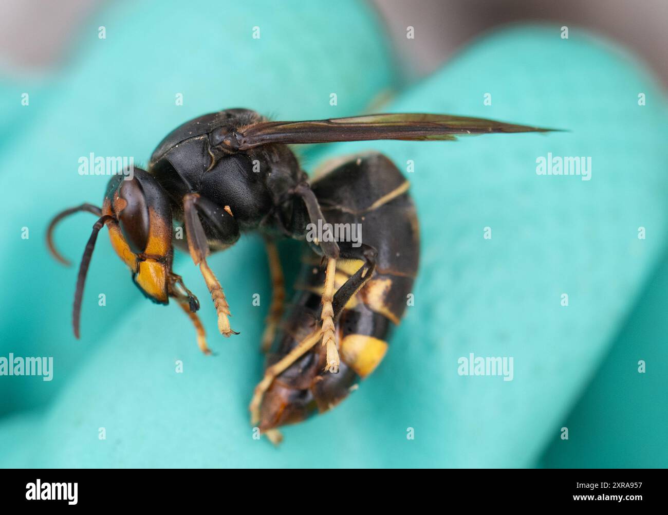 PRODUCTION - 09 August 2024, Hesse, Maintal: An anesthetized queen of ...