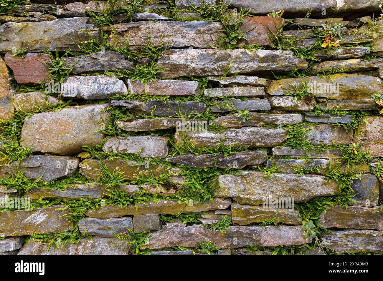 Plants growing in stone wall hi-res stock photography and images - Alamy