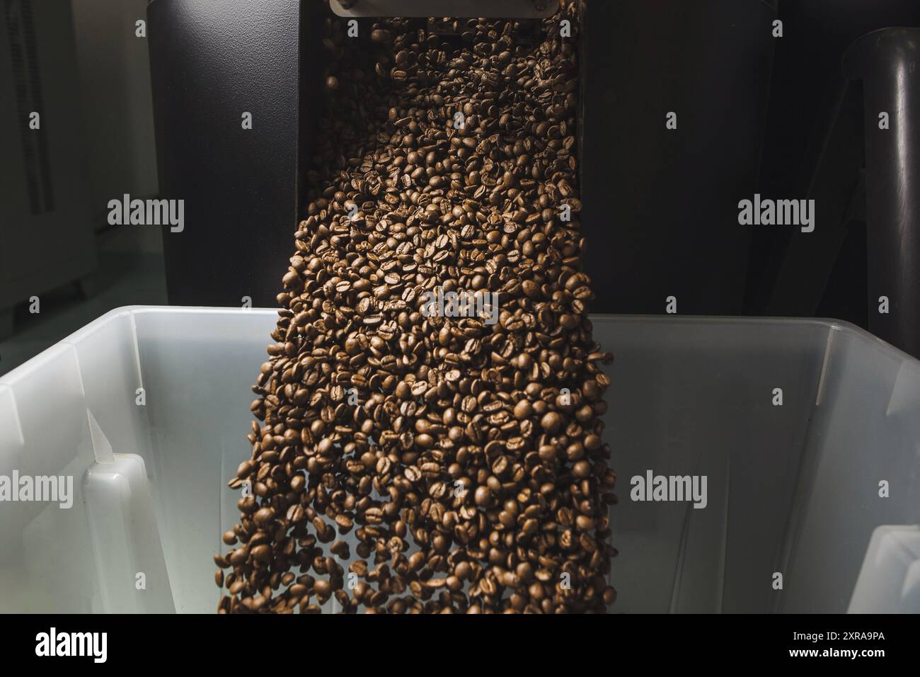 Large Batch Roasted Coffee Beans Pouring Into Container After Roasting ...