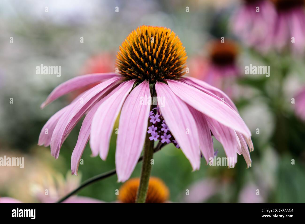 Purple Coneflower in bloom Stock Photo - Alamy