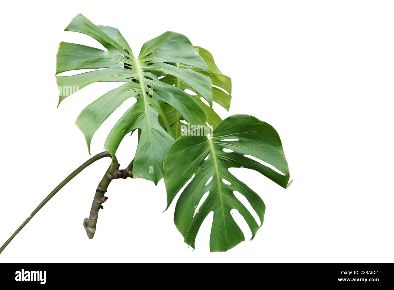 monstera tree with isolated background Stock Photo - Alamy