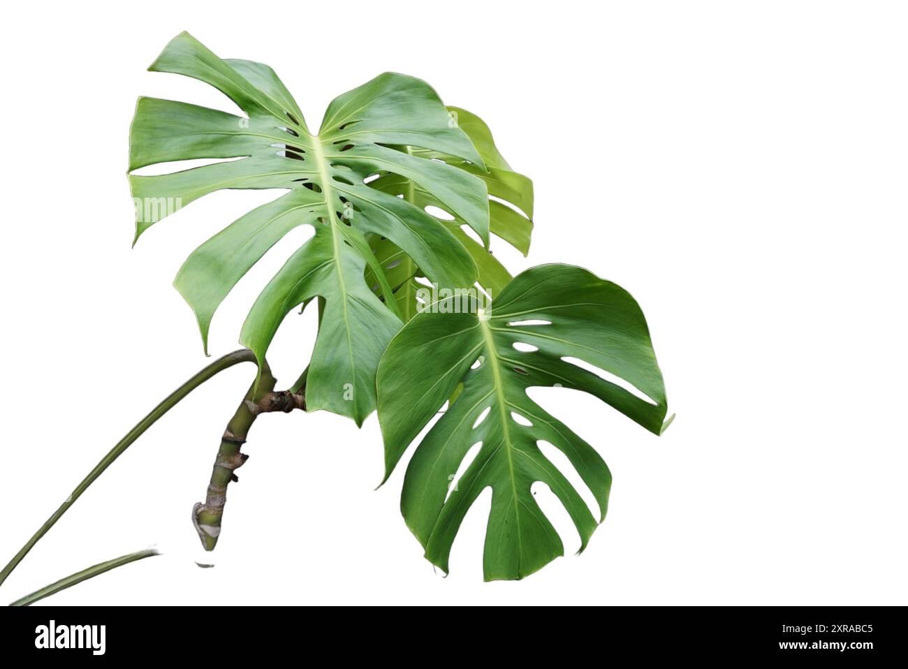 Monstera deliciosa illustration hi-res stock photography and images - Alamy
