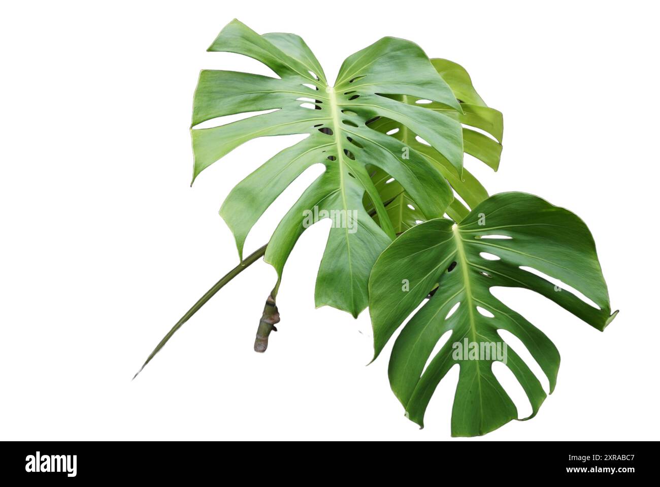 Monstera deliciosa swiss cheese plant Cut Out Stock Images & Pictures ...