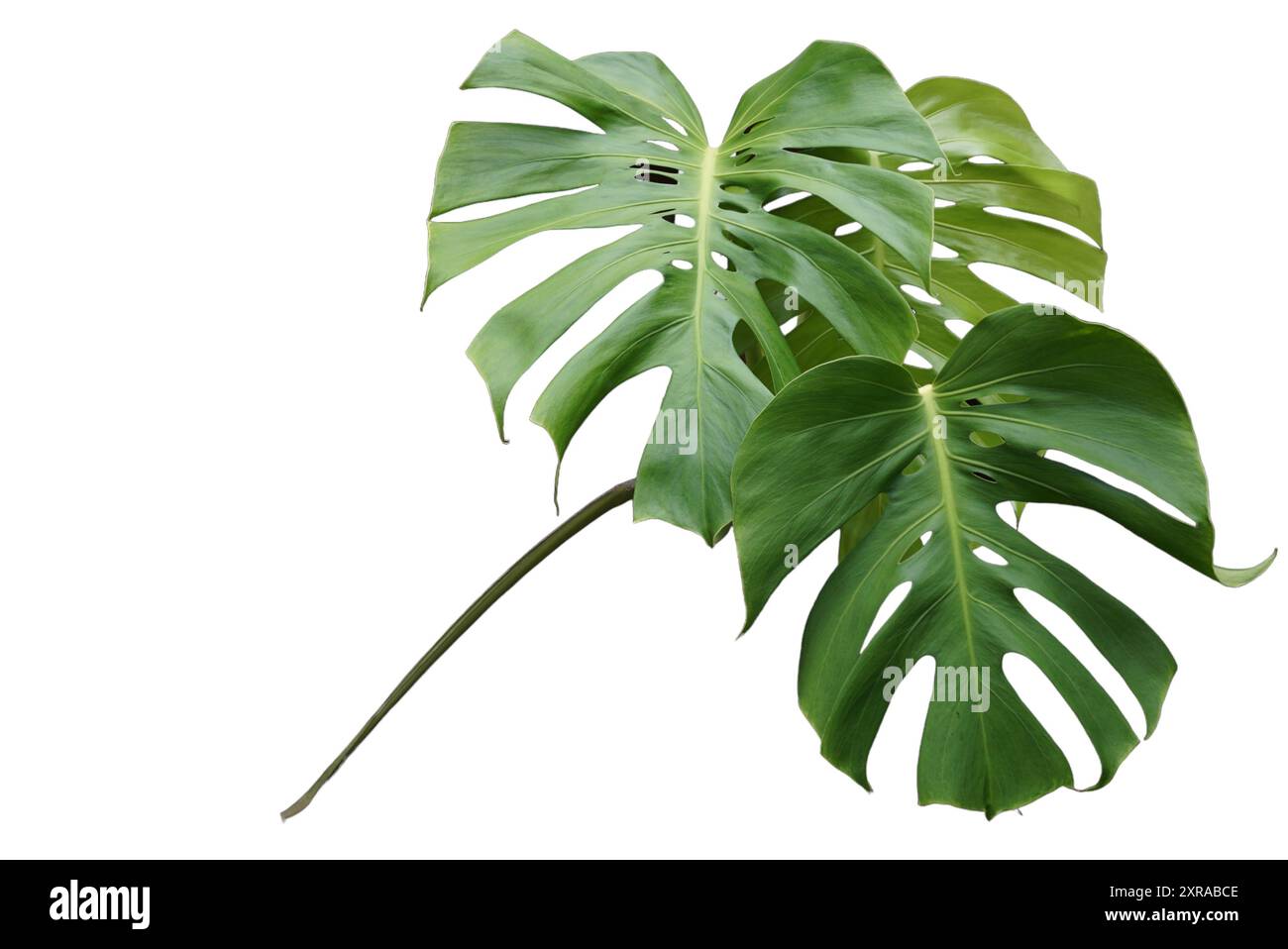 Monstera leaves summer minimal Cut Out Stock Images & Pictures - Alamy