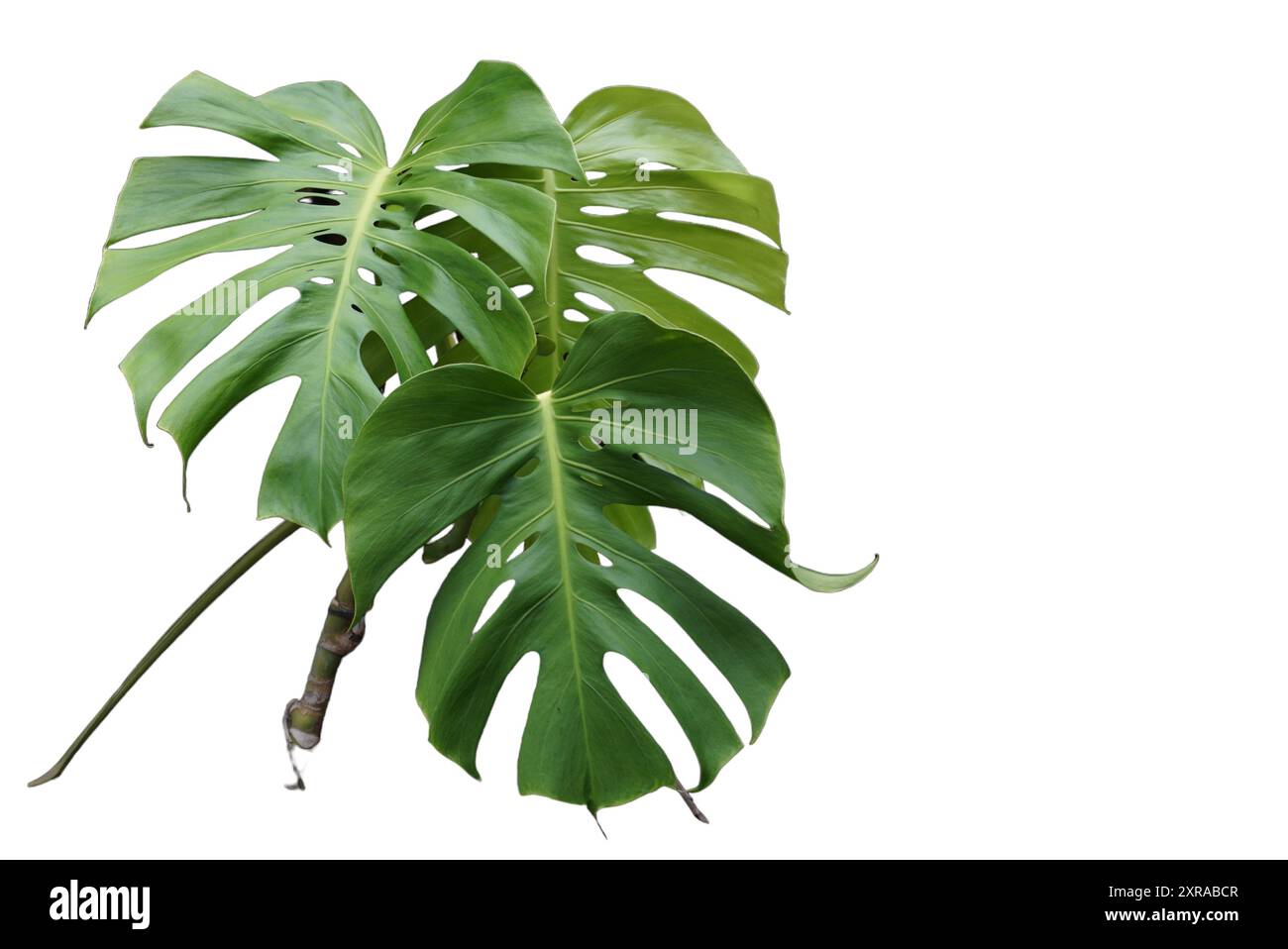 monstera tree with isolated background Stock Photo - Alamy