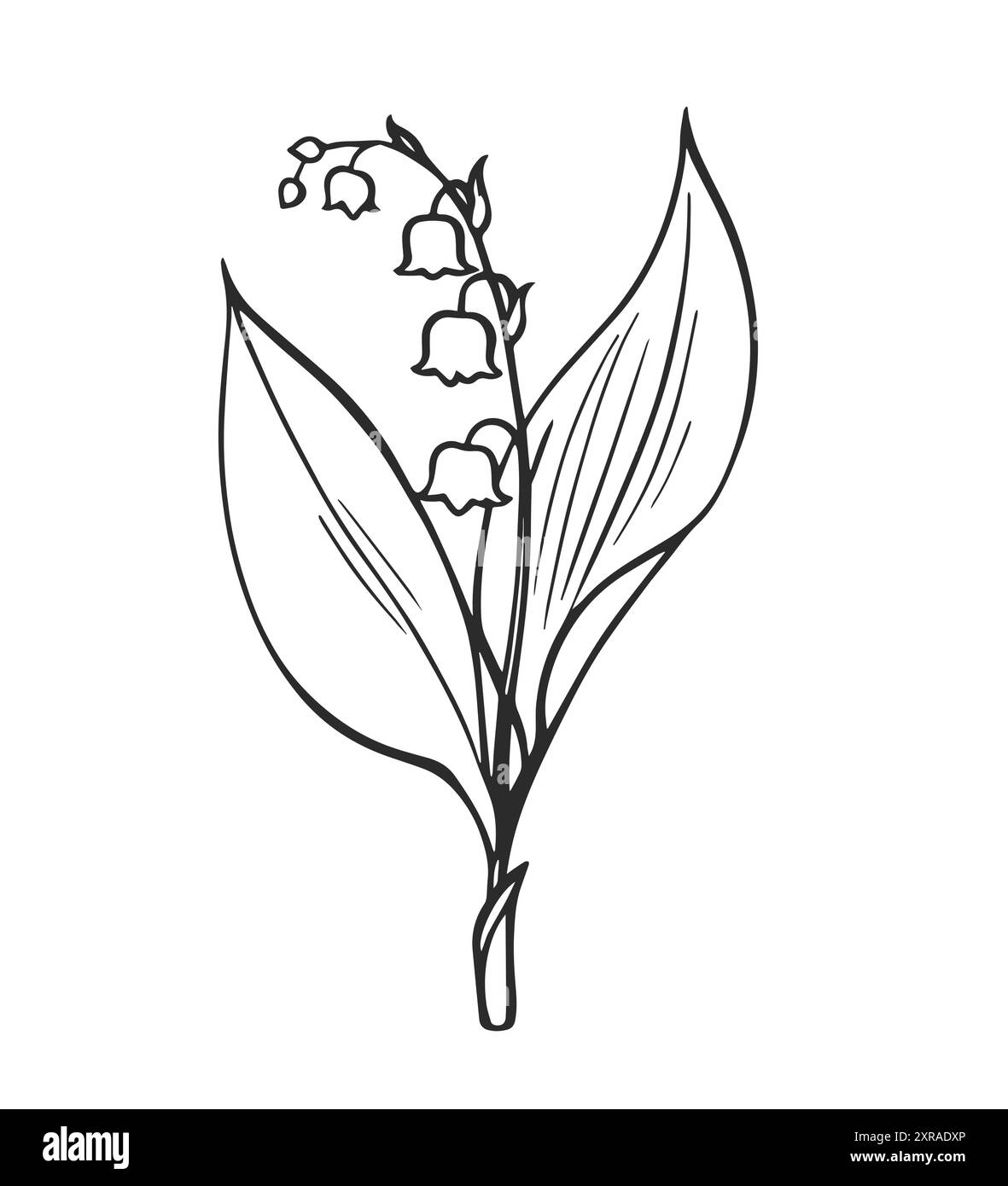 Lily valley flower outline hi-res stock photography and images - Alamy