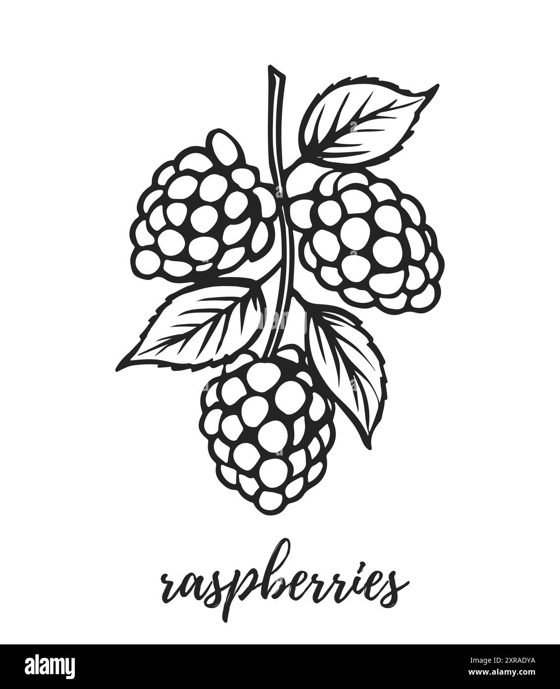 Raspberries Clipart Black And White Black Raspberry Illustration,