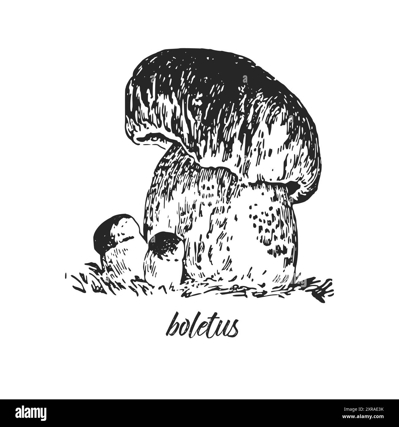 Hand drawn ink illustration of boletus mushroom. Sketch outline vector ...