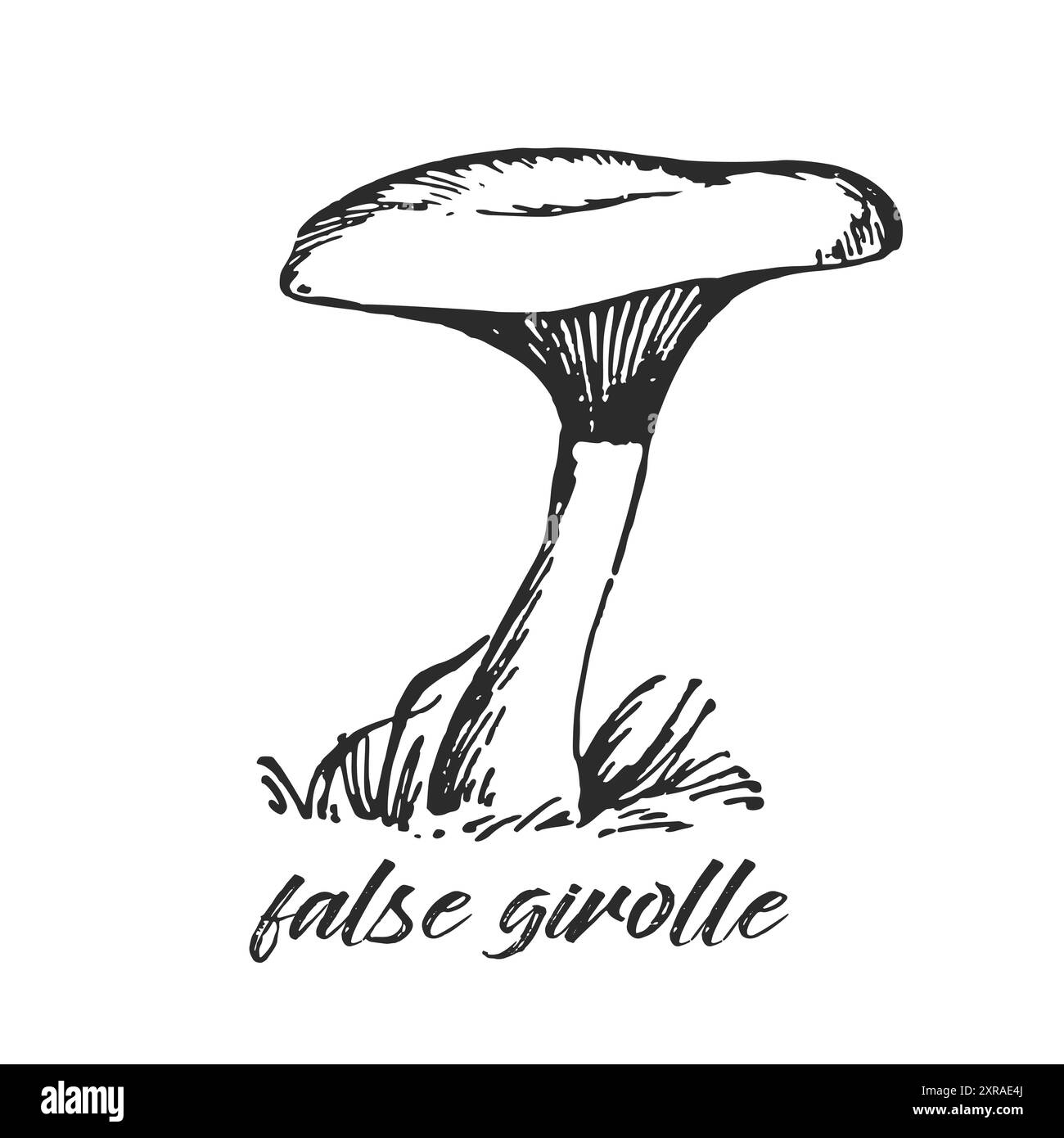 Hand drawn ink illustration of poisonous false girolle mushroom (false ...