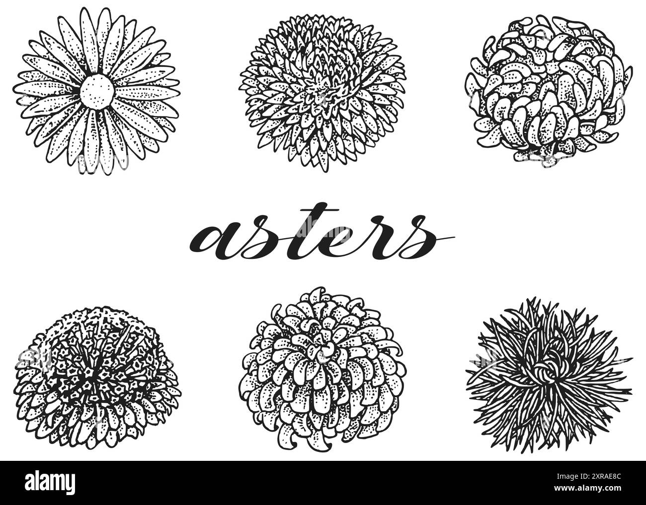 Set of asters of different shapes and varieties. Hand drawn black and ...