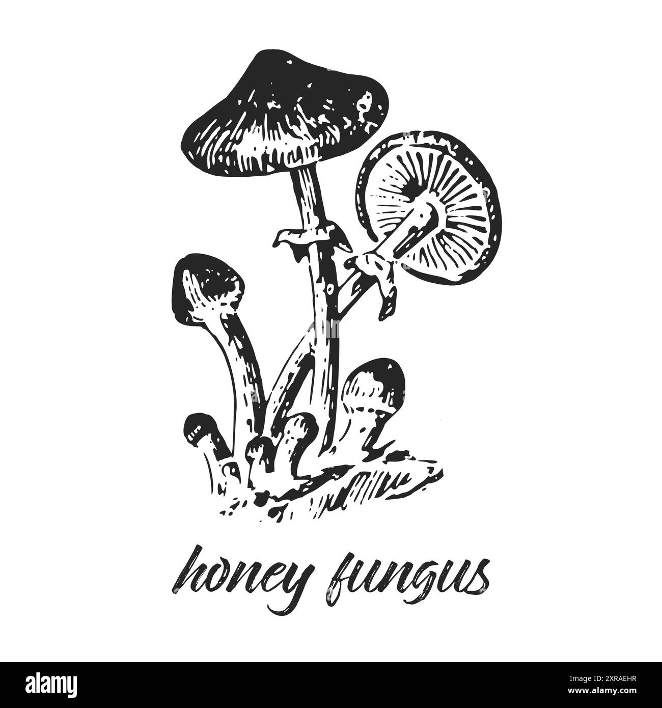 Hand drawn ink illustration of honey fungus mushroom. Sketch outline ...