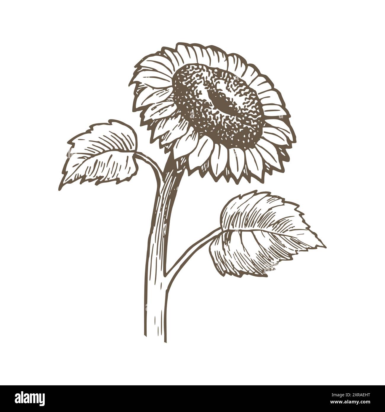 Sunflower hand drawn ink illustration. Black and white ink sketch ...