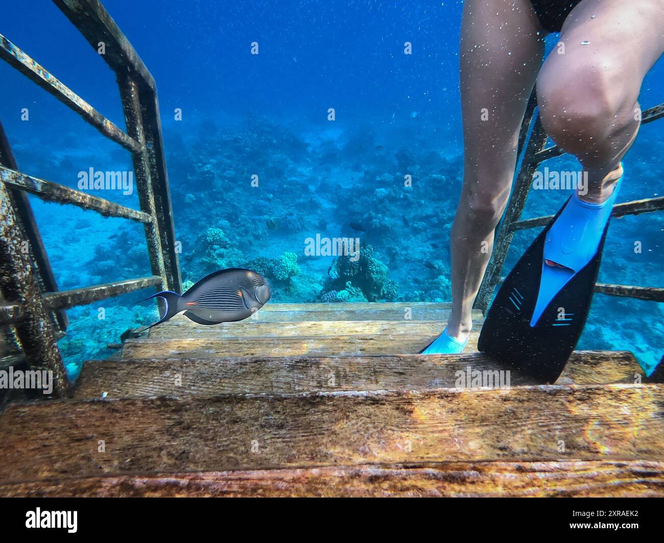 A meeting of two types, surgeon fish guarding the underwater world ...