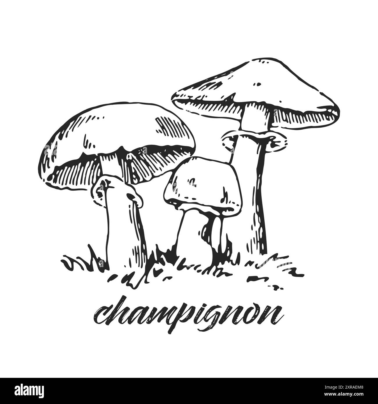 Hand drawn ink illustration of champignon. Cultured mushroom. Sketch ...