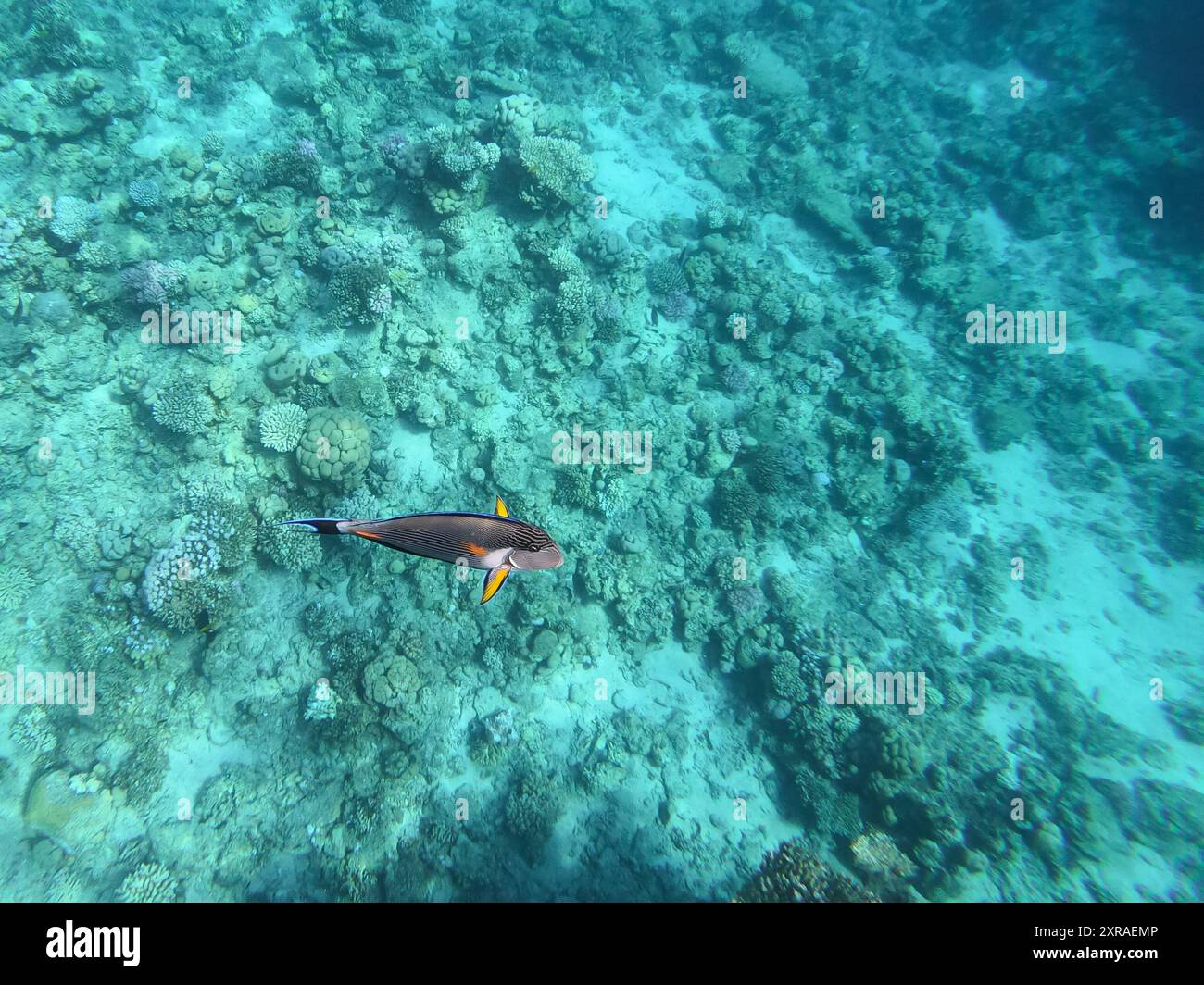 Surgeon fish against the backdrop of a coral reef in the Red Sea Stock ...