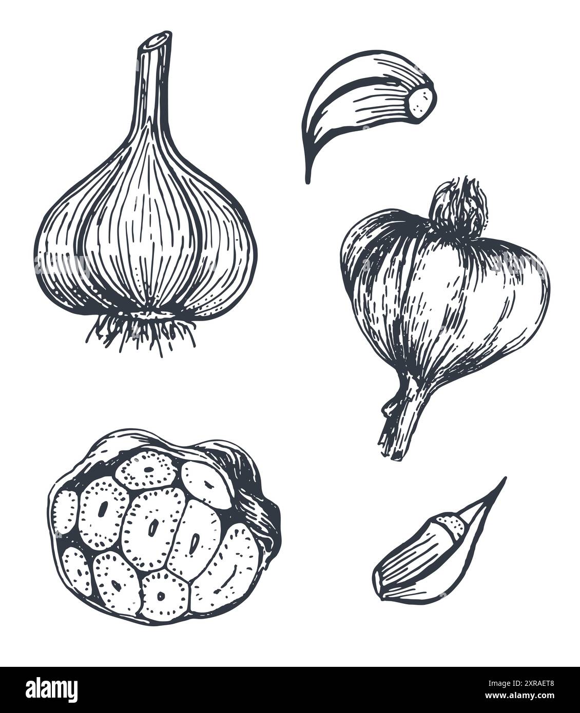 Hand drawn ink illustration of garlic, sliced and whole. Black and ...