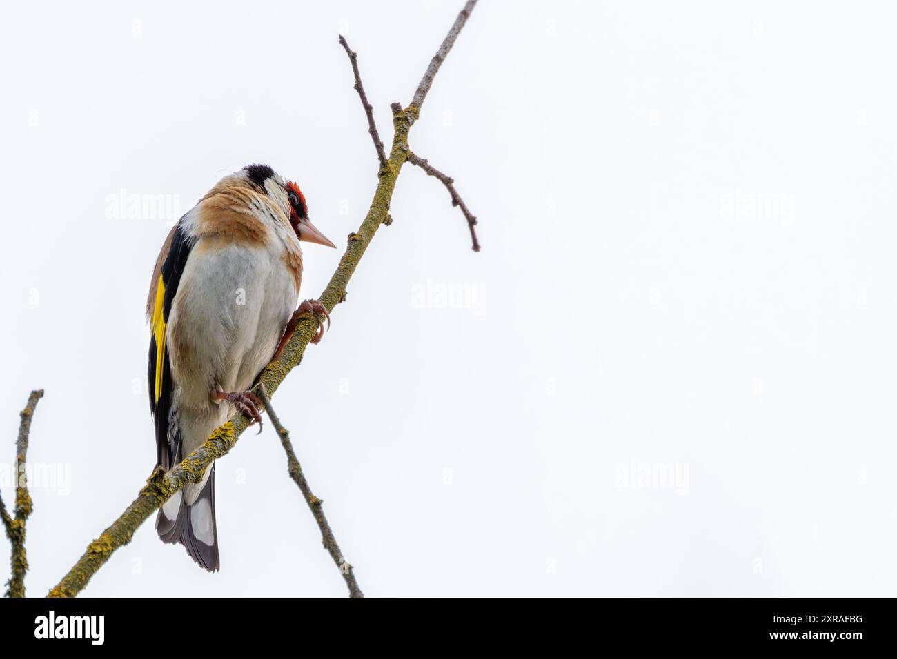 Turvey park hi-res stock photography and images - Alamy