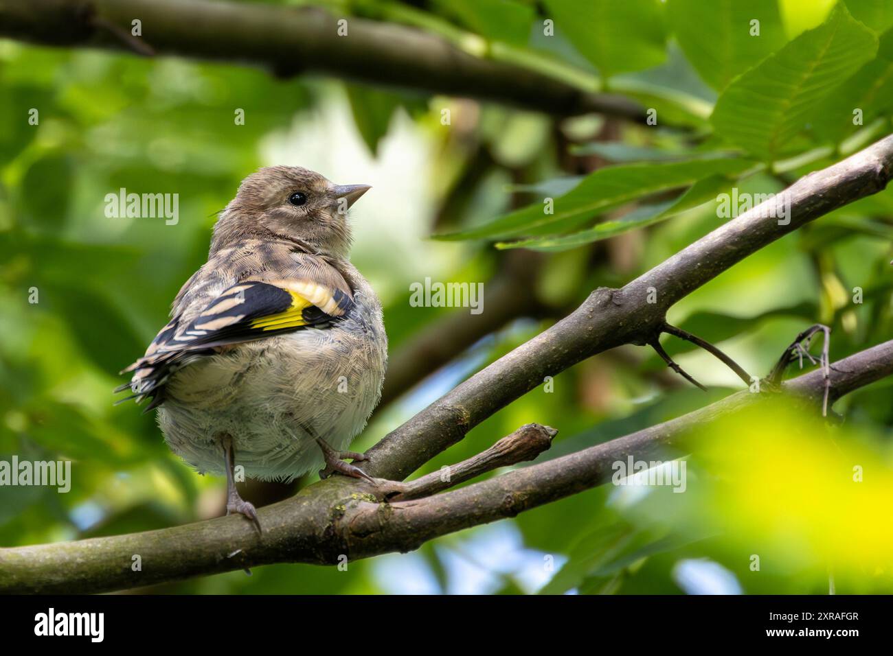Turvey park hi-res stock photography and images - Alamy