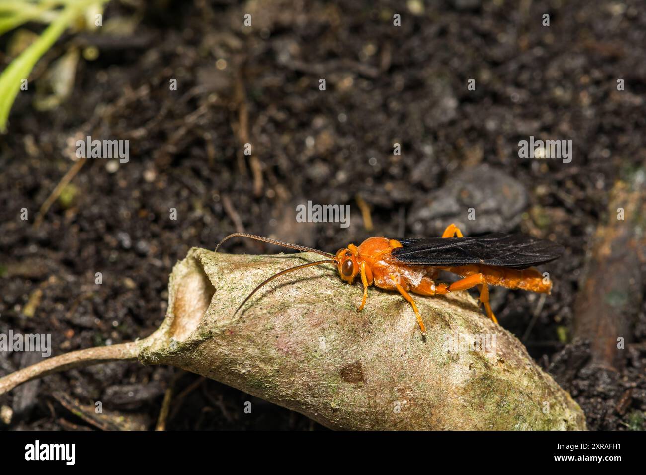Trogus pennator hi-res stock photography and images - Alamy