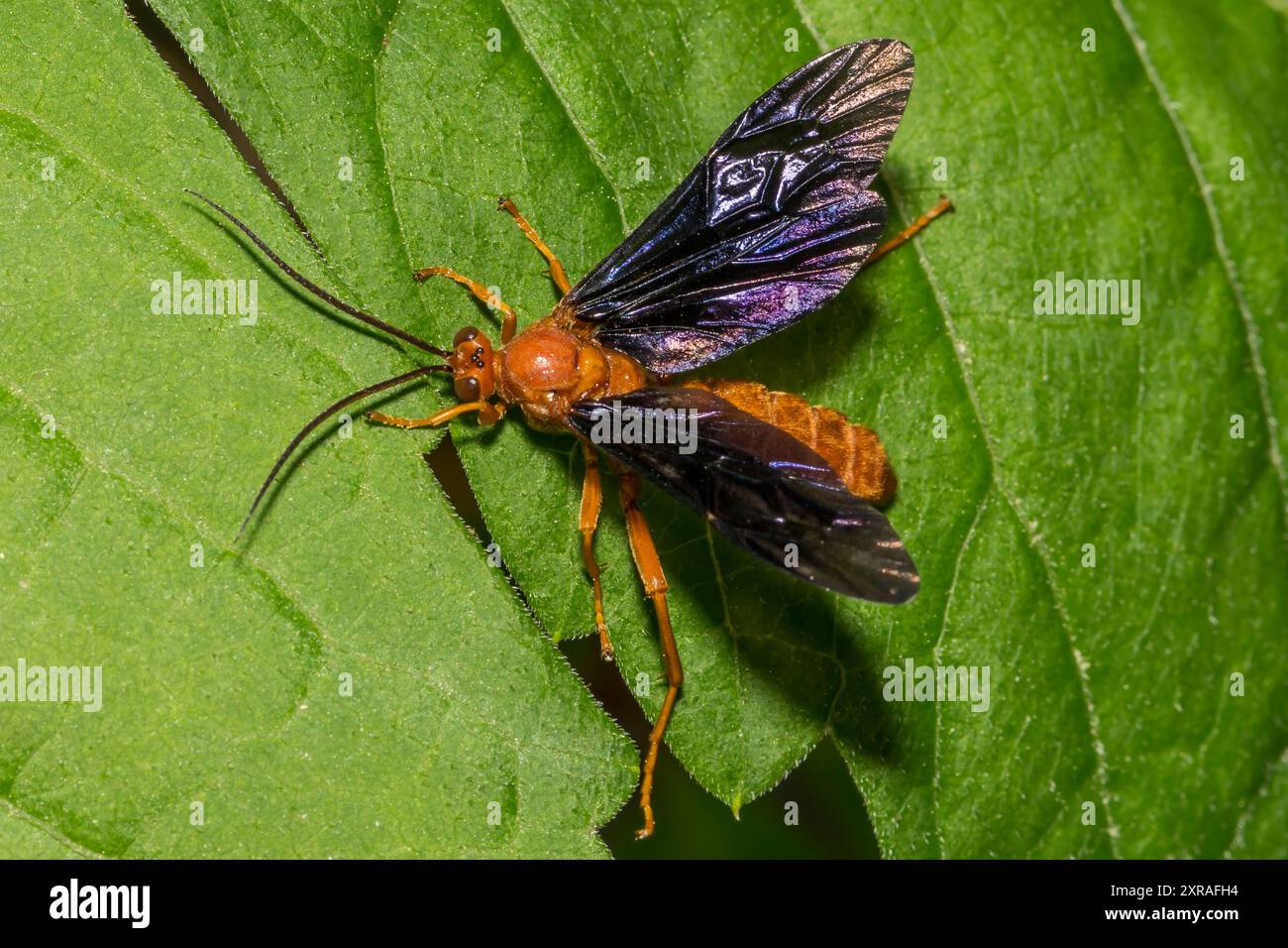 Trogus pennator hi-res stock photography and images - Alamy