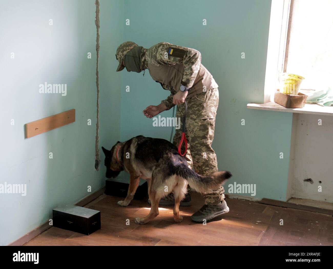 KYIV, UKRAINE - AUGUST 8, 2024 - A canine handler and a German Shepherd ...