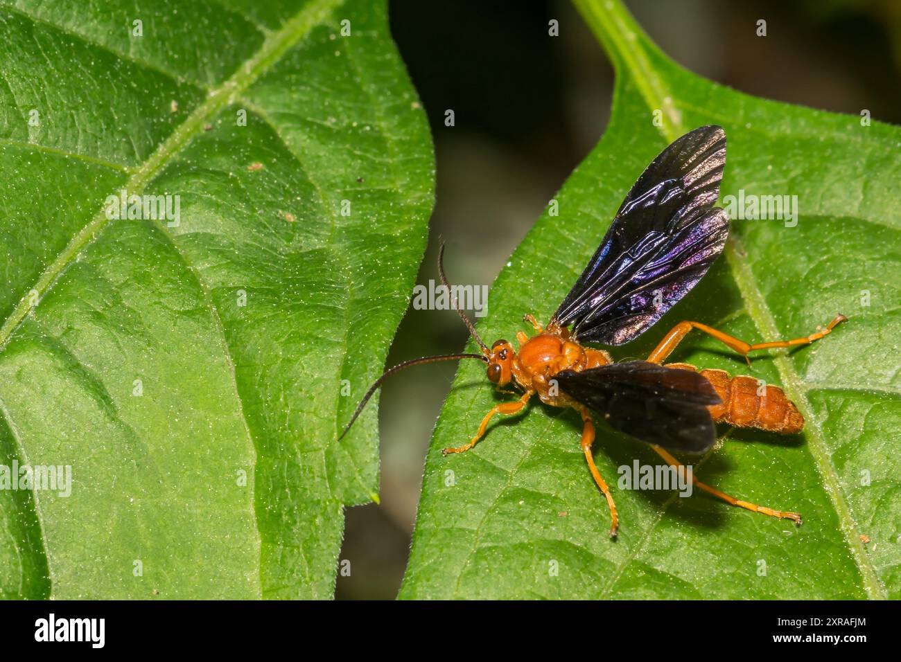 Orange ichneumon wasp hi-res stock photography and images - Alamy