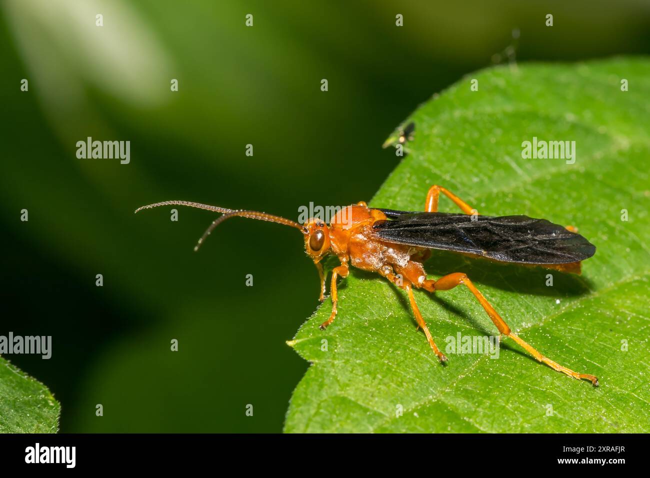 Trogus pennator hi-res stock photography and images - Alamy