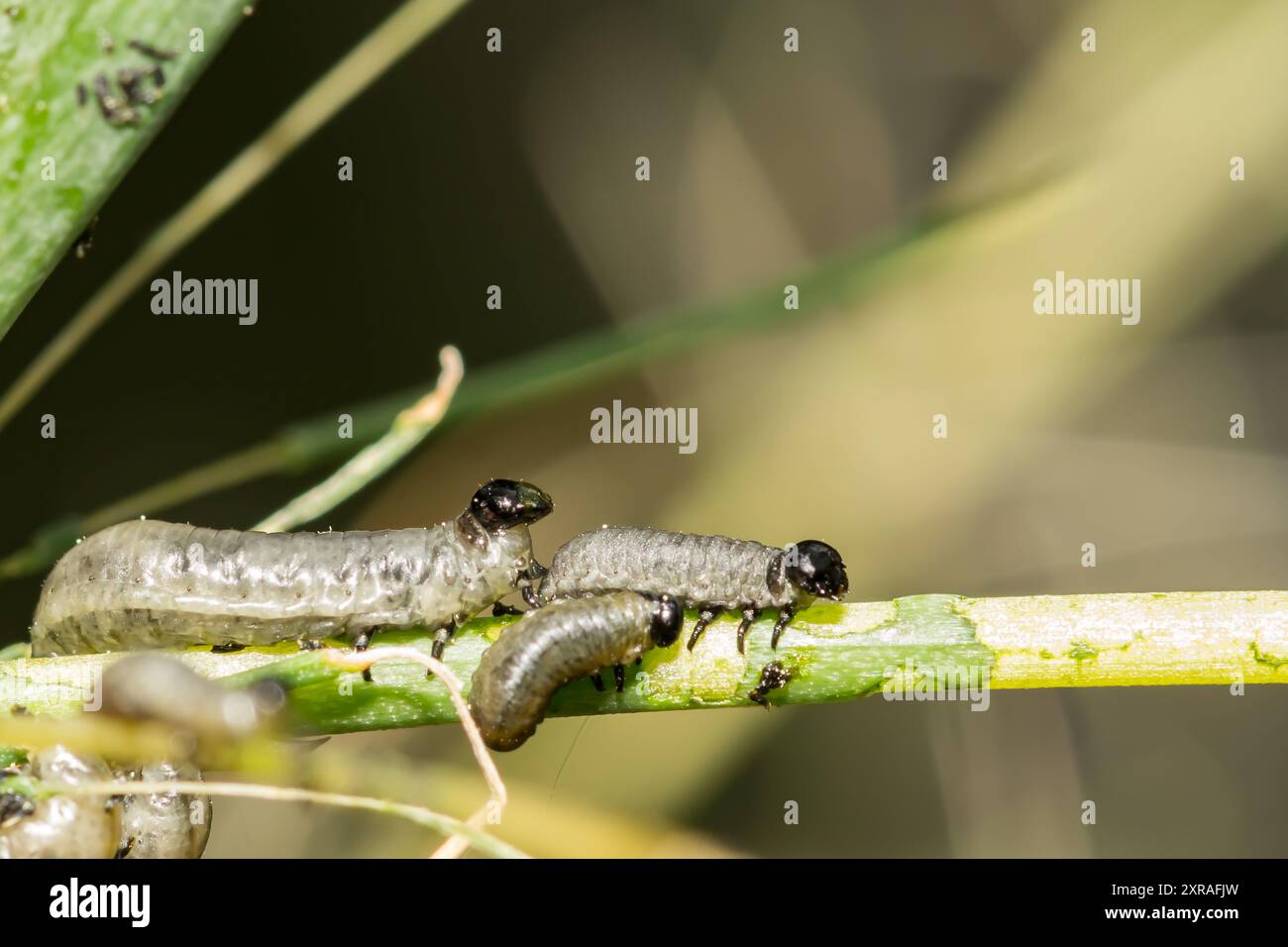 Common Asparagus Beetle Larvae - Crioceris asparagi Stock Photo - Alamy
